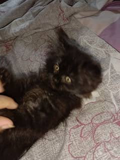 Cats for sale in Pakistan | OLX.com.pk