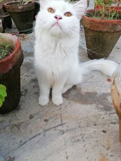 Cats for sale in Pakistan | OLX.com.pk