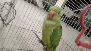 Pinjra Bird in Faisalabad, Free classifieds in Faisalabad | OLX.com.pk