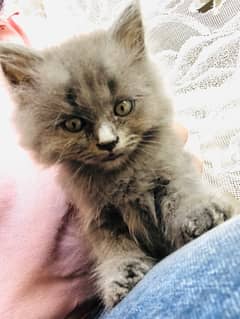 Cats for sale in Islamabad | OLX.com.pk