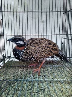 Titar - Other Birds for sale in Pakistan | OLX Pakistan