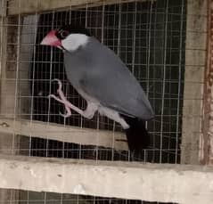 Java Birds in Pakistan, Free classifieds in Pakistan | OLX.com.pk