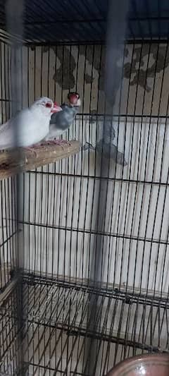 Java Birds in Pakistan, Free classifieds in Pakistan | OLX.com.pk