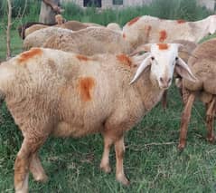 Dumba - Livestock for sale in Pakistan | OLX.com.pk