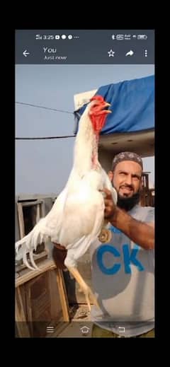 Hens & Aseel for sale in Lahore | OLX.com.pk