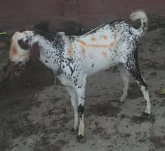 Kheera Bakra in Pakistan, Free classifieds in Pakistan | OLX.com.pk