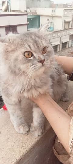 Cats for sale in Karachi | OLX.com.pk