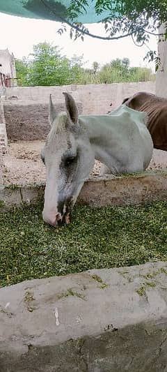 Horses for sale in Pakistan | OLX.com.pk