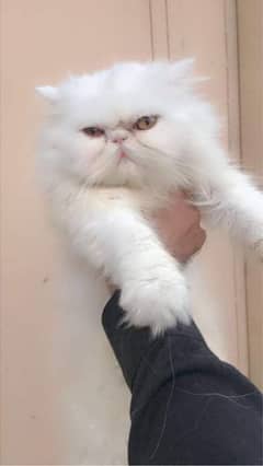 Piki Cat in Pakistan, Free classifieds in Pakistan | OLX.com.pk