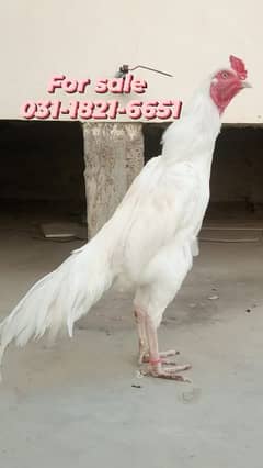 Heera Hen in Pakistan, Free classifieds in Pakistan | OLX.com.pk