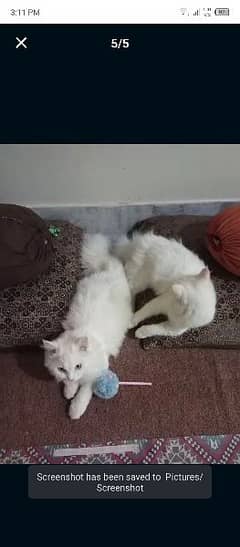 Pairs Of Cats in Pakistan, Free classifieds in Pakistan | OLX.com.pk