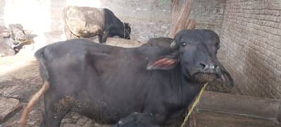 Bachras in Pakistan, Free classifieds in Pakistan | OLX.com.pk