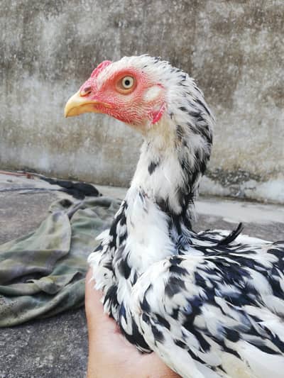 Cheena Aseel patha for sale - Hens & Aseel - 1059642043