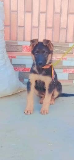 DOG QUETTA in Pakistan, Free classifieds in Pakistan | OLX.com.pk