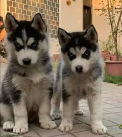 Husky in Pakistan, Free classifieds in Pakistan | OLX.com.pk