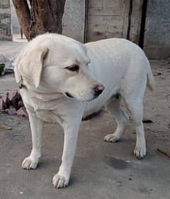 Lebra Dog in Pakistan, Free classifieds in Pakistan | OLX.com.pk