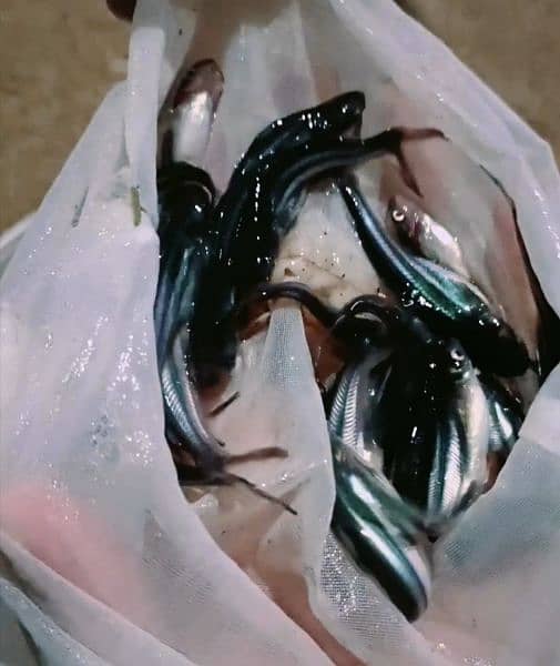 Pangasius Seed Fish - Fish - 1065626879