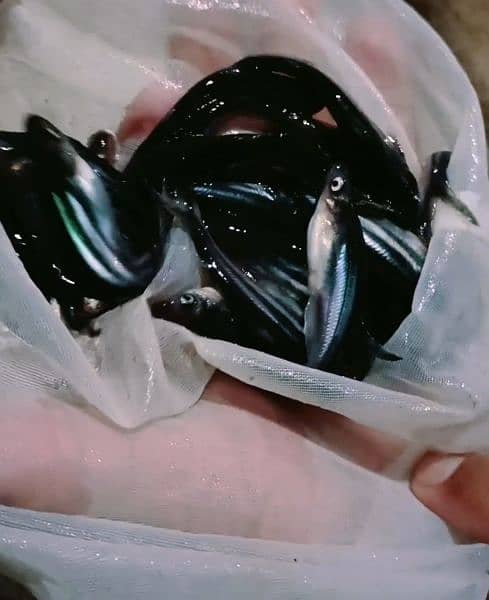 Pangasius Seed Fish - Fish - 1065626879