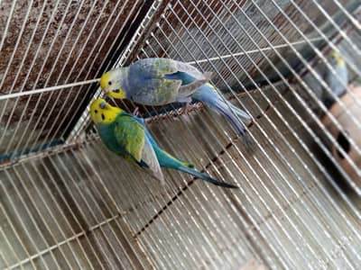 RAINBOW CLEARWING BUDGIES BAJRI - Other Birds - 1066841215