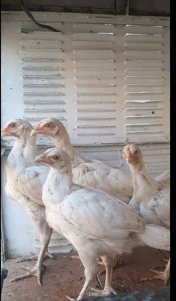 Heera Aseel Chicks / Heera Aseel - Hens & Aseel - 1067223121 Heera Aseel Chicks / Heera Aseel - Hens & Aseel - 1067223121