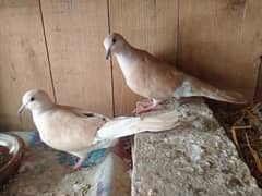 Khumray in Pakistan, Free classifieds in Pakistan | OLX.com.pk