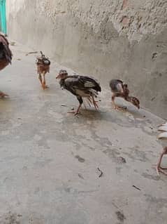 Lasani Aseel Aseel in Pakistan, Free classifieds in Pakistan | OLX.com.pk