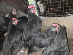 Australorp Males in Pakistan, Free classifieds in Pakistan | OLX.com.pk