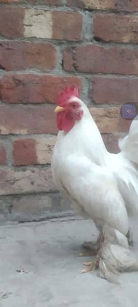 heavy white pufuff murga - Other Birds - 1070414000