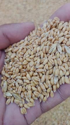 Wheat in Pakistan, Free classifieds in Pakistan | OLX.com.pk