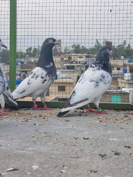 high class number one breeder kaboter - Other Birds - 1071274965