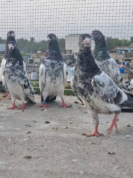 high class number one breeder kaboter - Other Birds - 1071274965