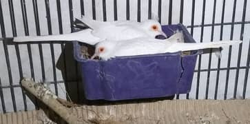 Olx Faisalabad in Pakistan, Free classifieds in Pakistan | OLX Pakistan