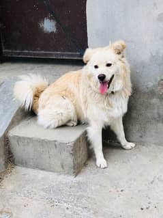 Pista Dog in Lahore, Free classifieds in Lahore | OLX Pakistan