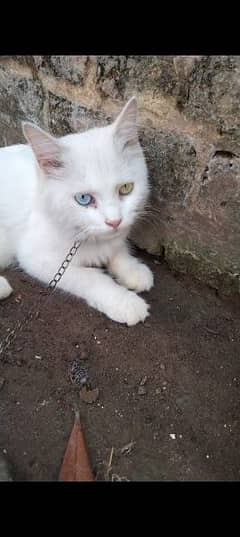 Double Eyes Cat in Pakistan, Free classifieds in Pakistan | OLX Pakistan