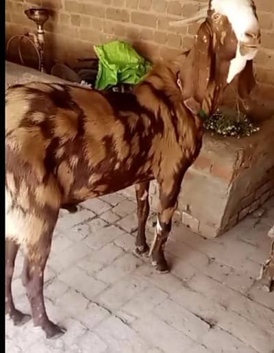 shera bakra - Goats - 1072291581