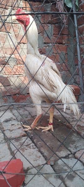 white shamo - Hens - 1070318168