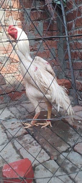 white shamo - Hens - 1070318168