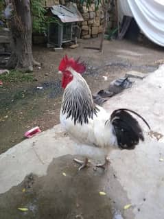 Hen And Rooster in Pakistan, Free classifieds in Pakistan | OLX Pakistan