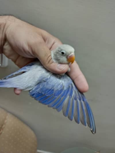 Voilet blue Euwing Opaline , Male , age 5 months , lahore - Parrots ...