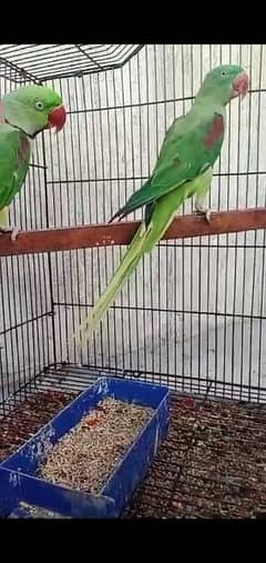 Kashmiri Pahari Parrot in Lahore, Free classifieds in Lahore | OLX Pakistan