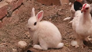 Rabbits for sale in Lahore | OLX Pakistan