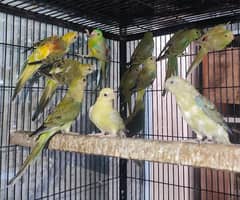 Bird Parrot in Pakistan, Free classifieds in Pakistan | OLX Pakistan