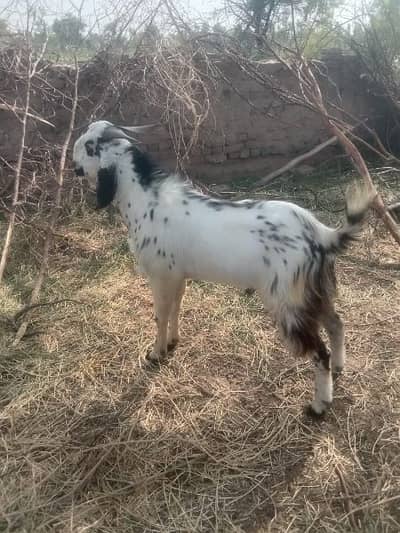 two Bakry Qurbani py lagny walya - Other Animals - 1073059781