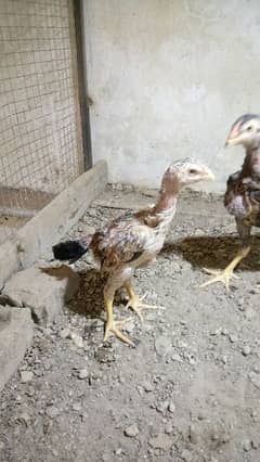 Hens for Sale in Pakistan | Aseel for Sale in Pakistan