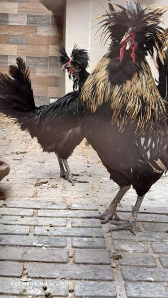 Black polish breeder pair - Hens - 1071846489