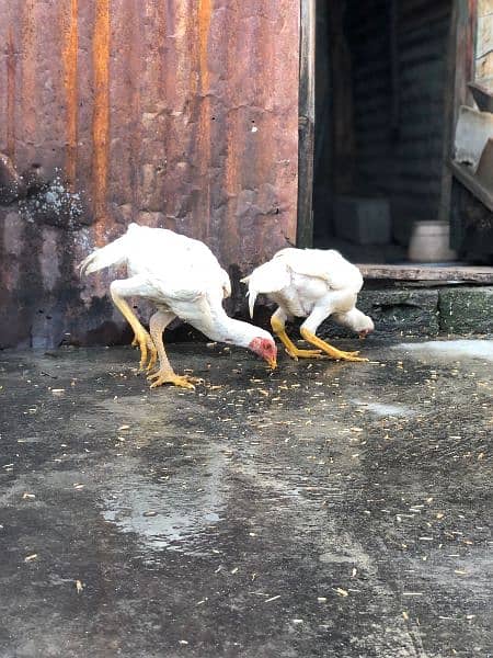 paper white aseel patha pathi - Hens - 1074446522