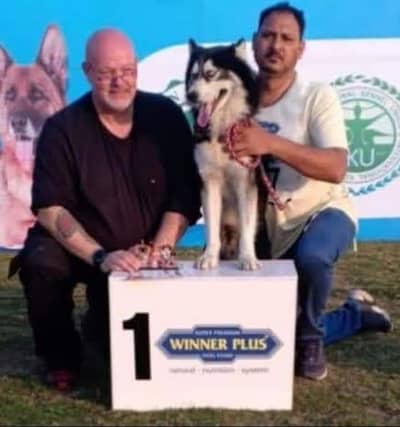 Siberian Husky imported confirm S T U D - Dogs - 1074704433