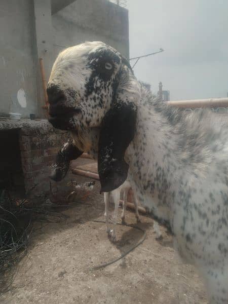 Makhi Cheena Goats