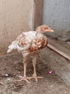 Sindhi Aseel Chicks in Karachi, Free classifieds in Karachi | OLX Pakistan