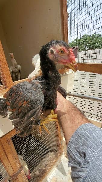 O SHAMO GERMAN JUMBO SIZE - Hens - 1076322032